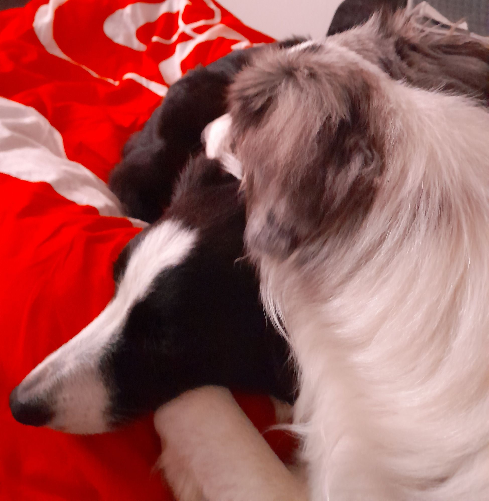 The wind turbine and nap – More than a Border Collie.blog